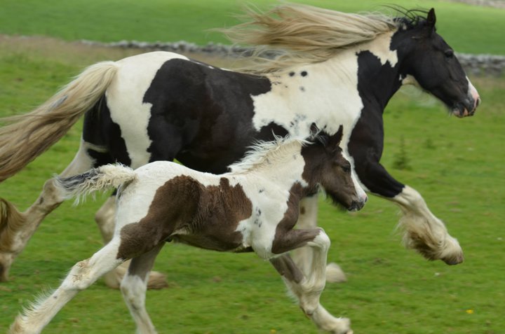 Kimico Stud - Traditional Cobs Cumbria