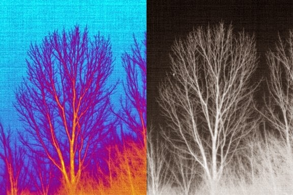 Infrared Birding: Welcome to Infrared Birding