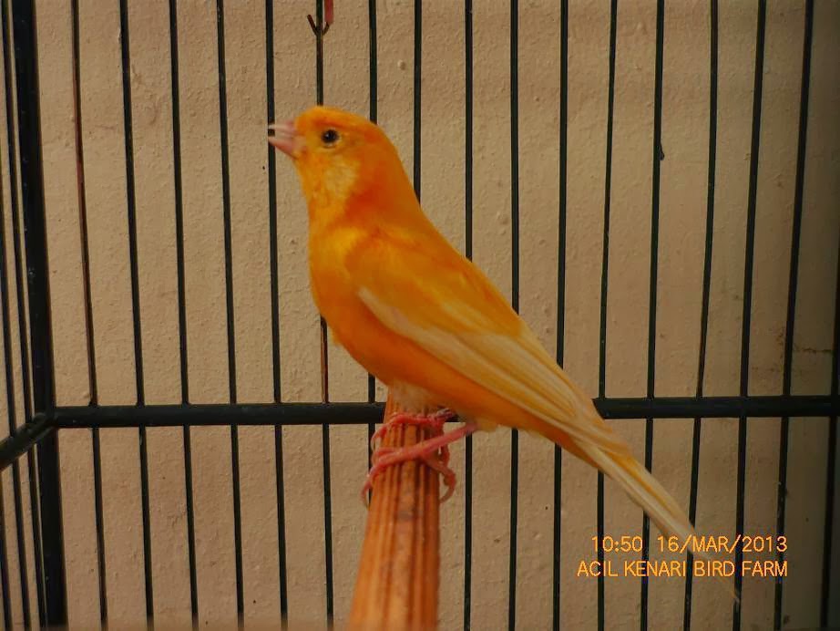 Persiapan Ternak Burung Kenari ~ Gembala News
