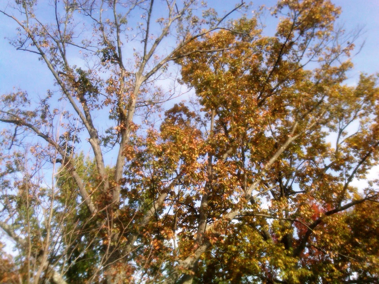 Giroud Tree and Lawn Blog: November 2011