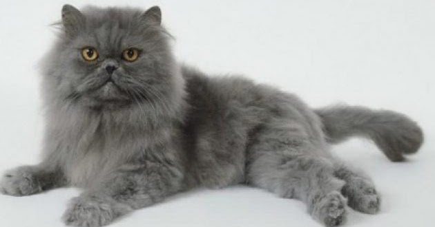 study tour bali: Ternak Kucing Untuk Pemula