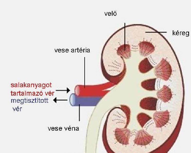 Maglód - 12/A osztálynak: 4. A kiválasztó szervrendszer egészsége