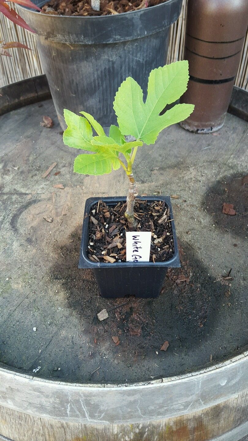 Seattle Garden & Fruit Adventures: New Arrivals: Figs Palermo, Sicilian ...