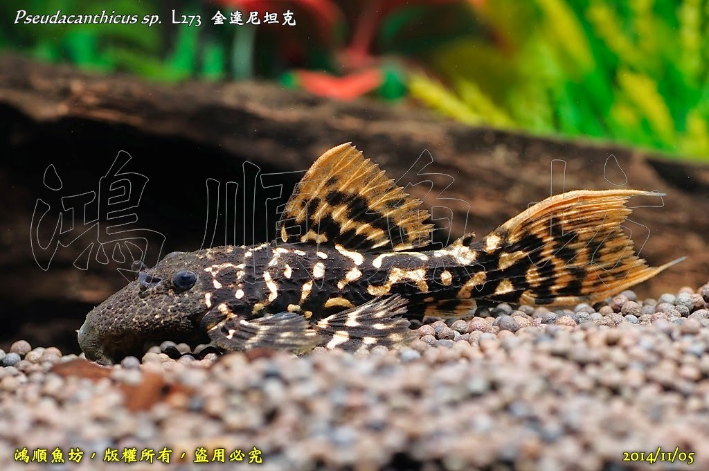 鴻順魚坊: Pseudacanthicus sp. L273 金達尼坦克