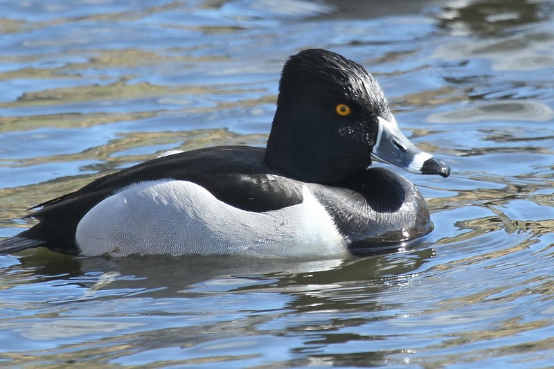 Tails of Birding: Ring-necked Duck