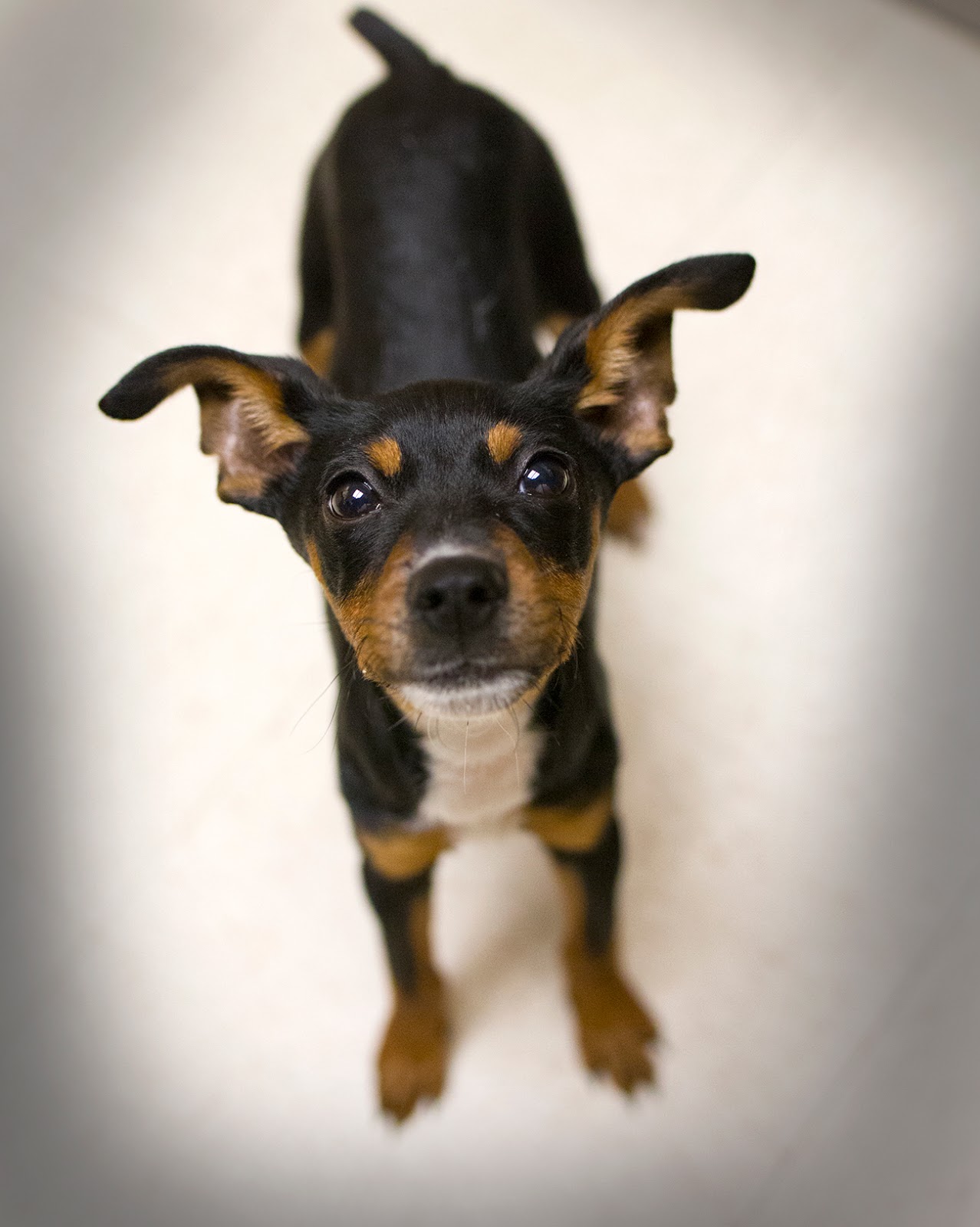 Shelter Dogs of Portland: "ROSE" fabulous MinPin Mix puppy- a little ...