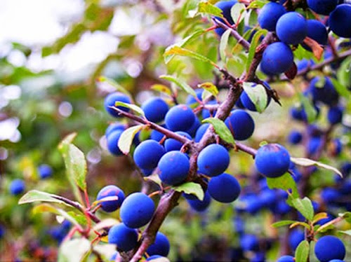 cadalso vive: las endrinas , otro fruto del otoño...