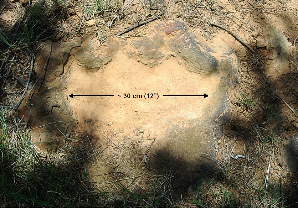 Cretaceous Footprints Found at Goddard