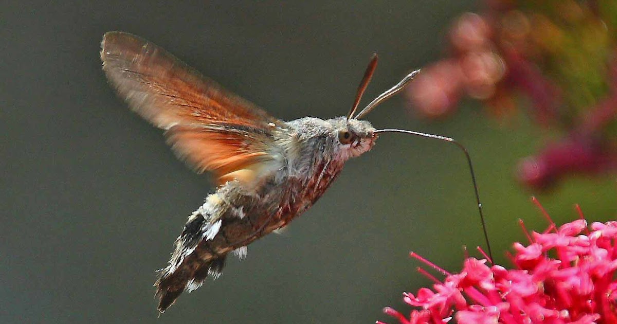 Hummingbird hawk-moth | Earth Blog