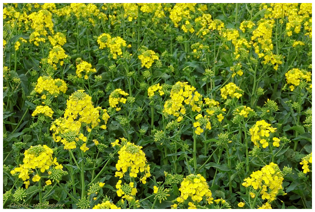 Chwile zaChwycone: A rzepak znów kwitnie