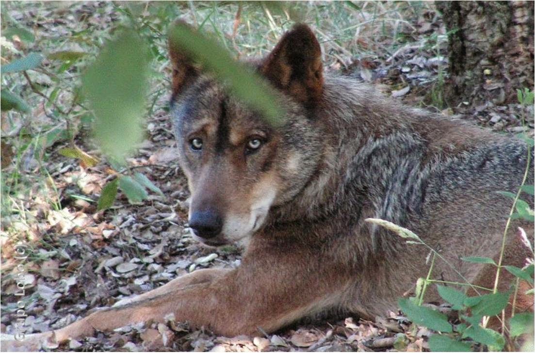 The Digital Teacher: Iberian Wolf : environmental education