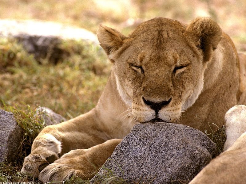 Beautiful Animals Safaris: Amazing Lions: Big Cats Africa's Dangerous ...