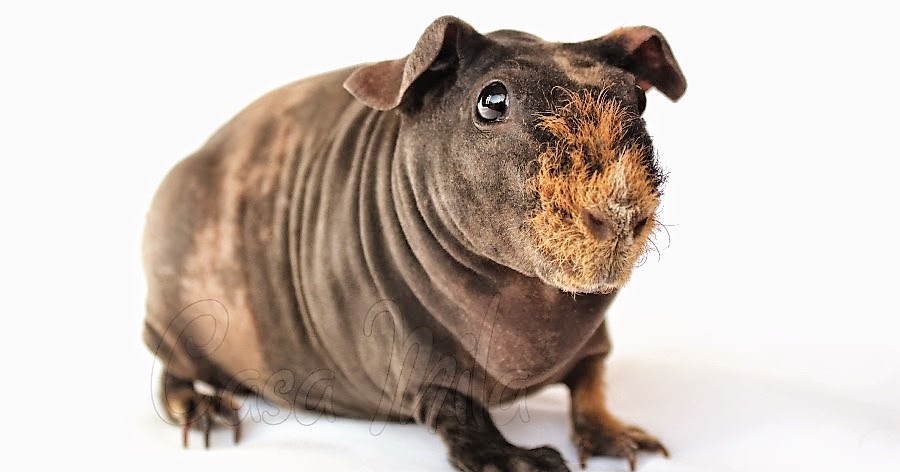 Fieggentrio: Dieren die kaal zijn: De naaktcavia.