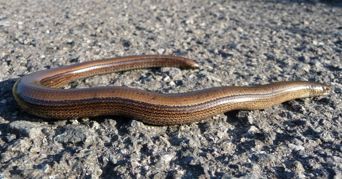Wilderness: Slepúch lámavý (Anguis fragilis), slow worm, slow-worm or ...