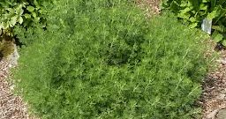 HOMEOPATIA ESTUDO E PRÁTICA : Abrotanum