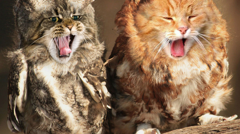 El gato y el búho se combinan para formar el híbrido adorablemente ...