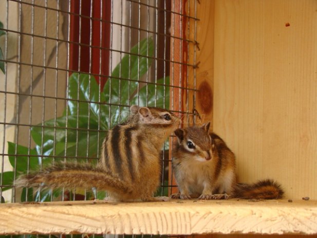 VJEVERICE KAO LJUBIMCI-Kako su ove životinjice jako živahne, trebate im ...