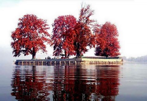 Jammu and Kashmir Medicinal Plants Introduction Centre: Chinar tree Kashmir