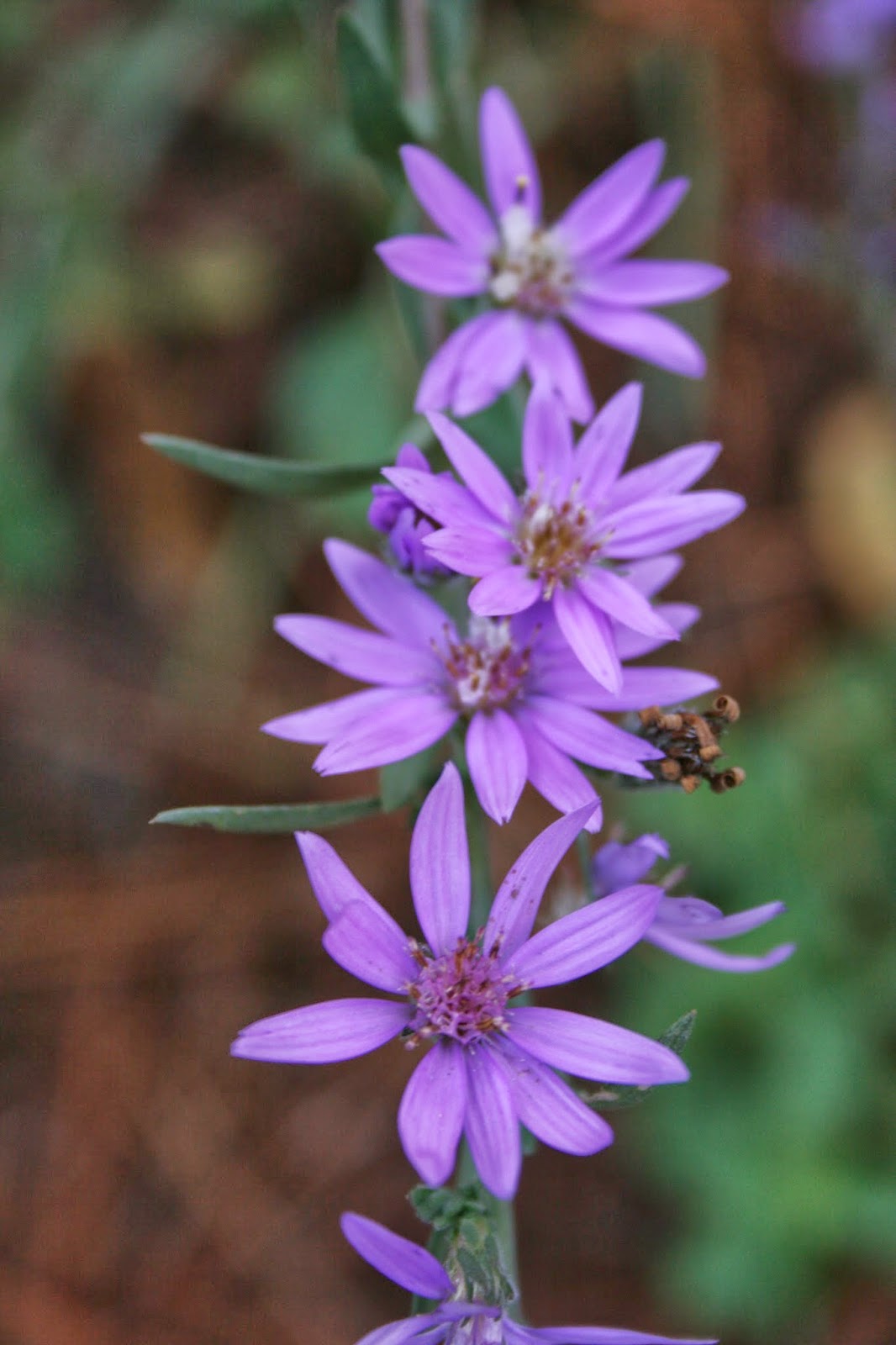 Native Florida Wildflowers: Open House at Hawthorn Hill - Saturday ...