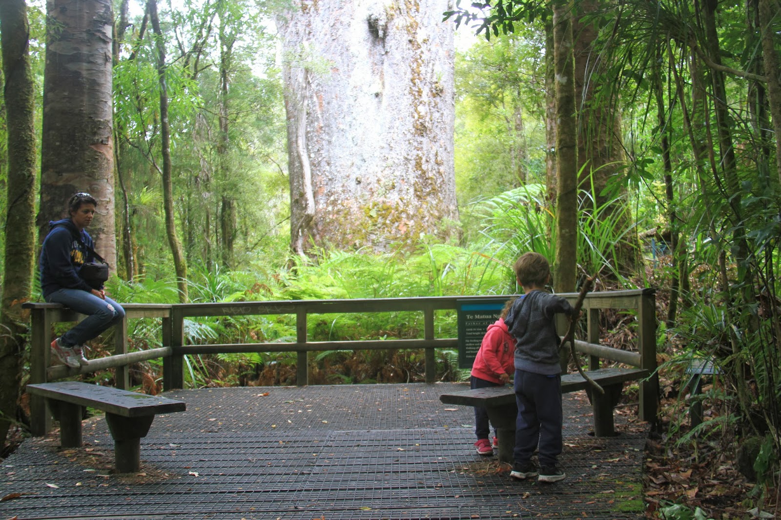 Weltreise 2014: Tane Mahuta & Te Matua Ngahere, 3rd of March 2014