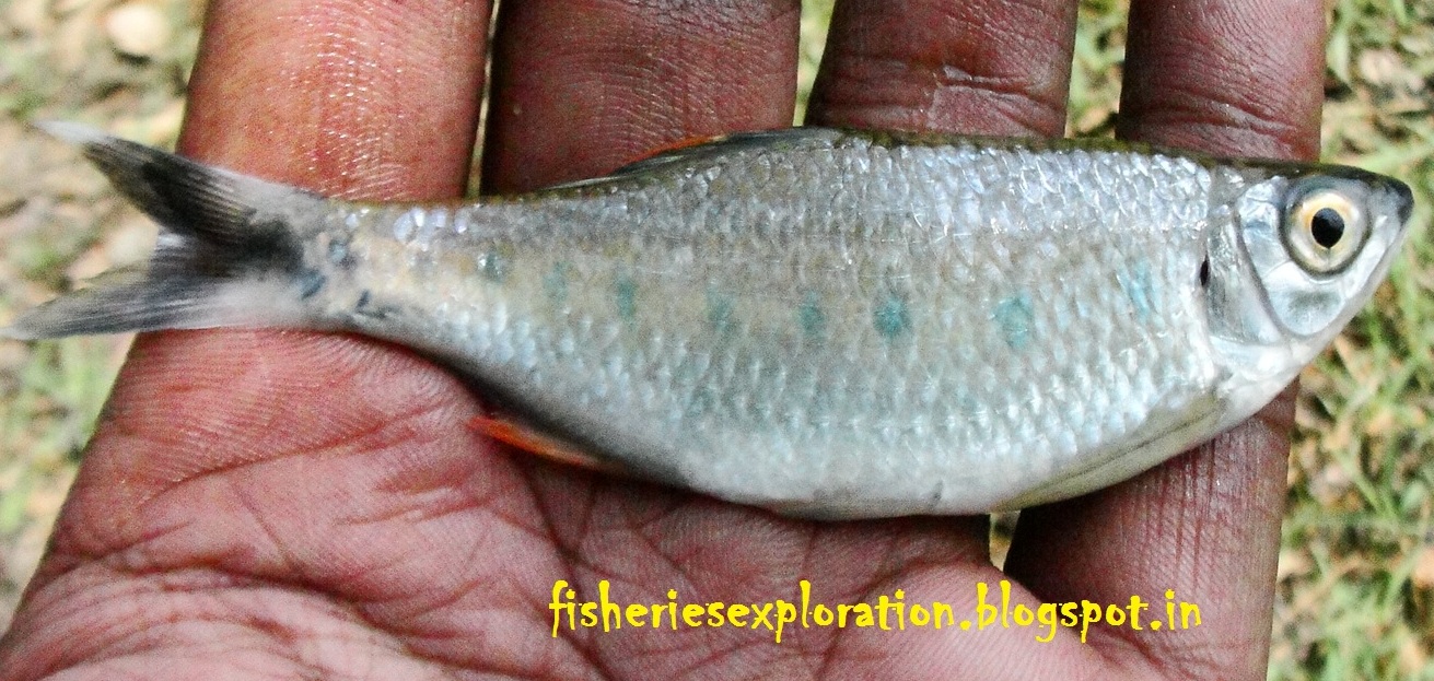 Fisheries Exploration & Conservation (Fishexcos): Fishes Sampled from ...