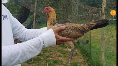 Gilmore Hatch Gamefowl History - World Of Gamefowl