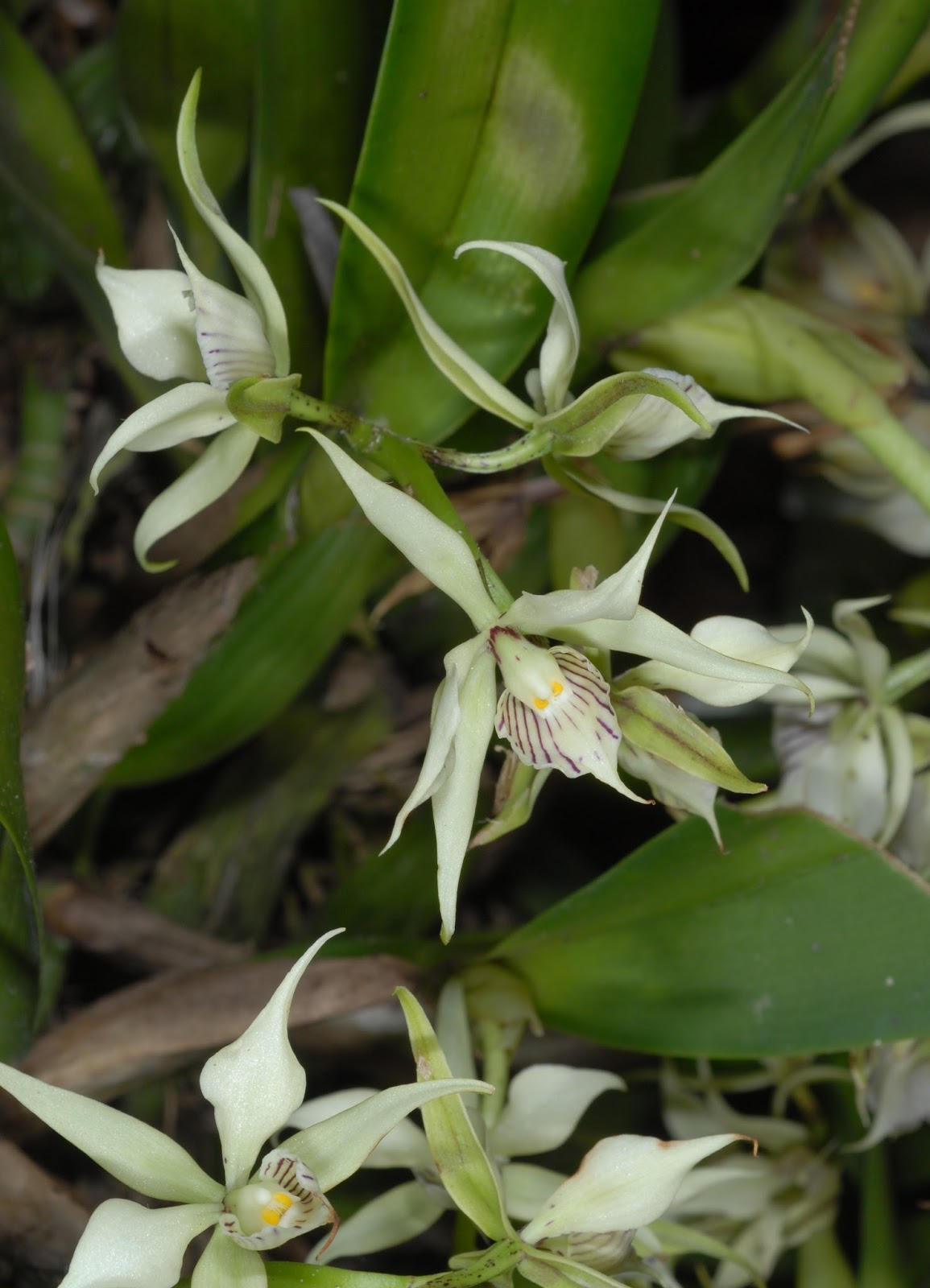Prosthechea fragrans
