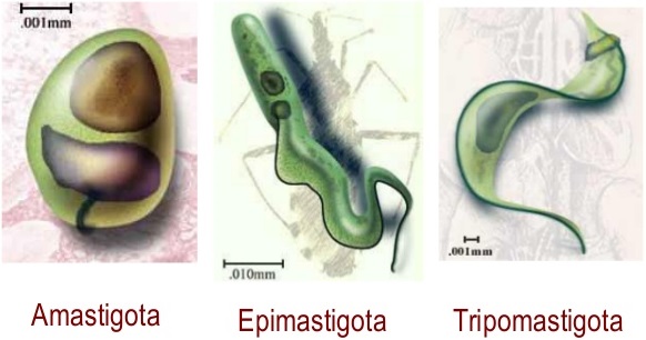 Doenças Raras Doem®: DTNs - Doença de Chagas - Tripanossomíase Americana