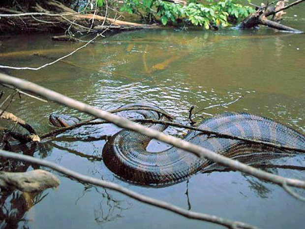 Jornal dos Bichos - Animal em Fatos, vídeos e fotos: Caçador fotografa ...