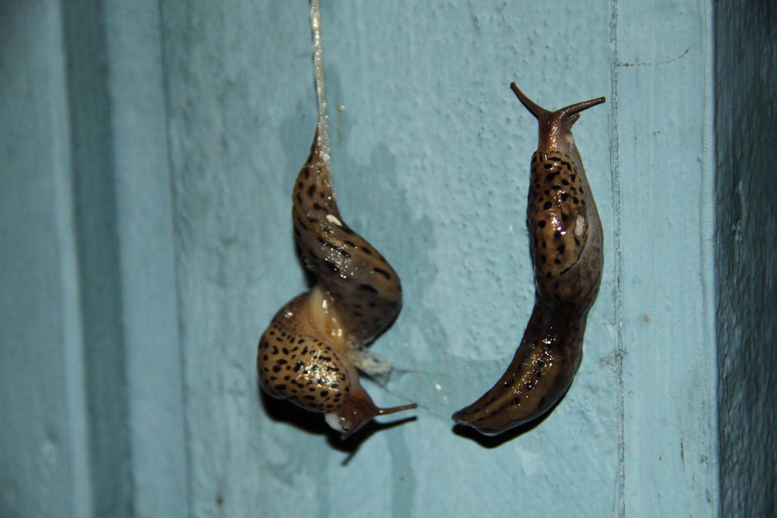 RadhusLiv - i och utanför radhuset...: Parande Leopardsniglar! / Mating ...