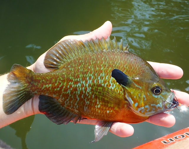 Connecticut Fly Angler: Identifying CT's Sunfishes