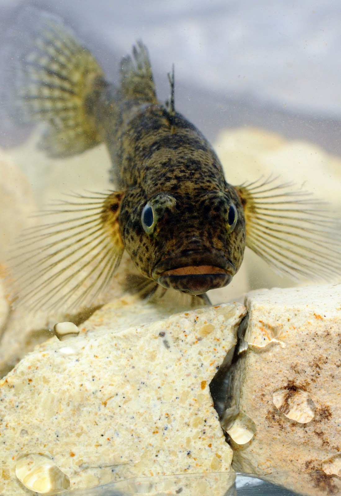 Menunggu Kisah Ikan Purba ~ Eko Rusdianto