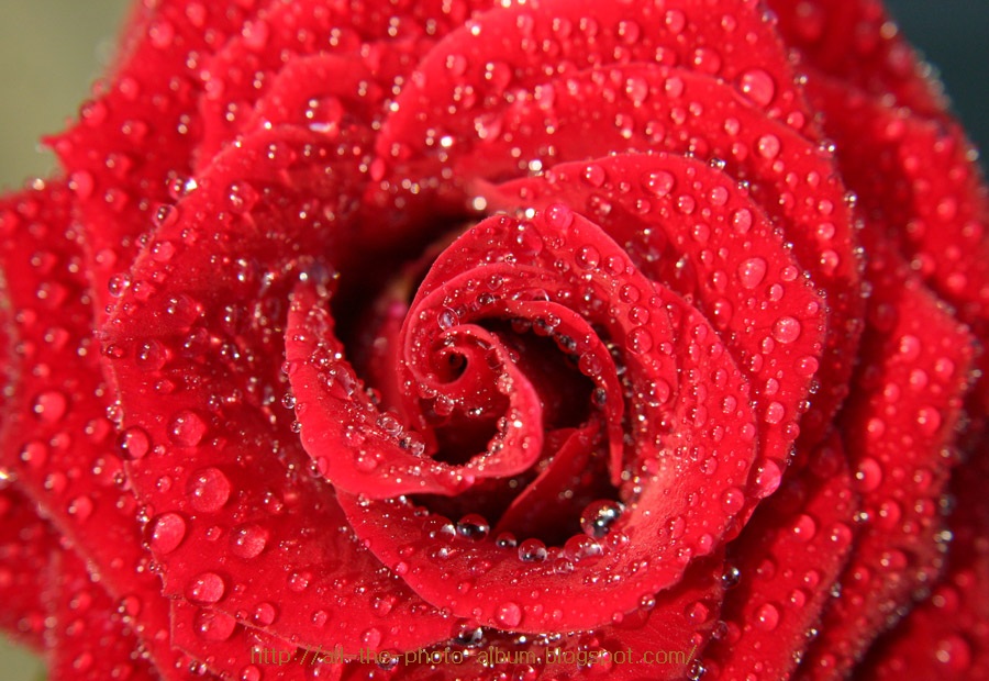 My Beautiful Picutre Album: centre of single red rose with lots of ...