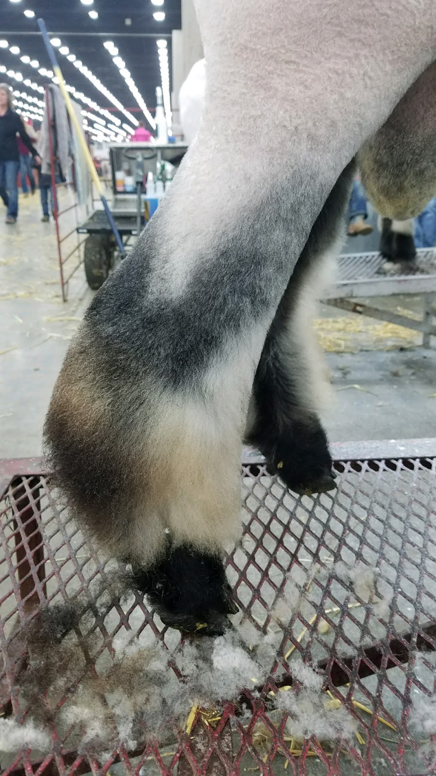 MITTAG Blog: 2018 Fitting Perfection Contest | Sheep + Goat