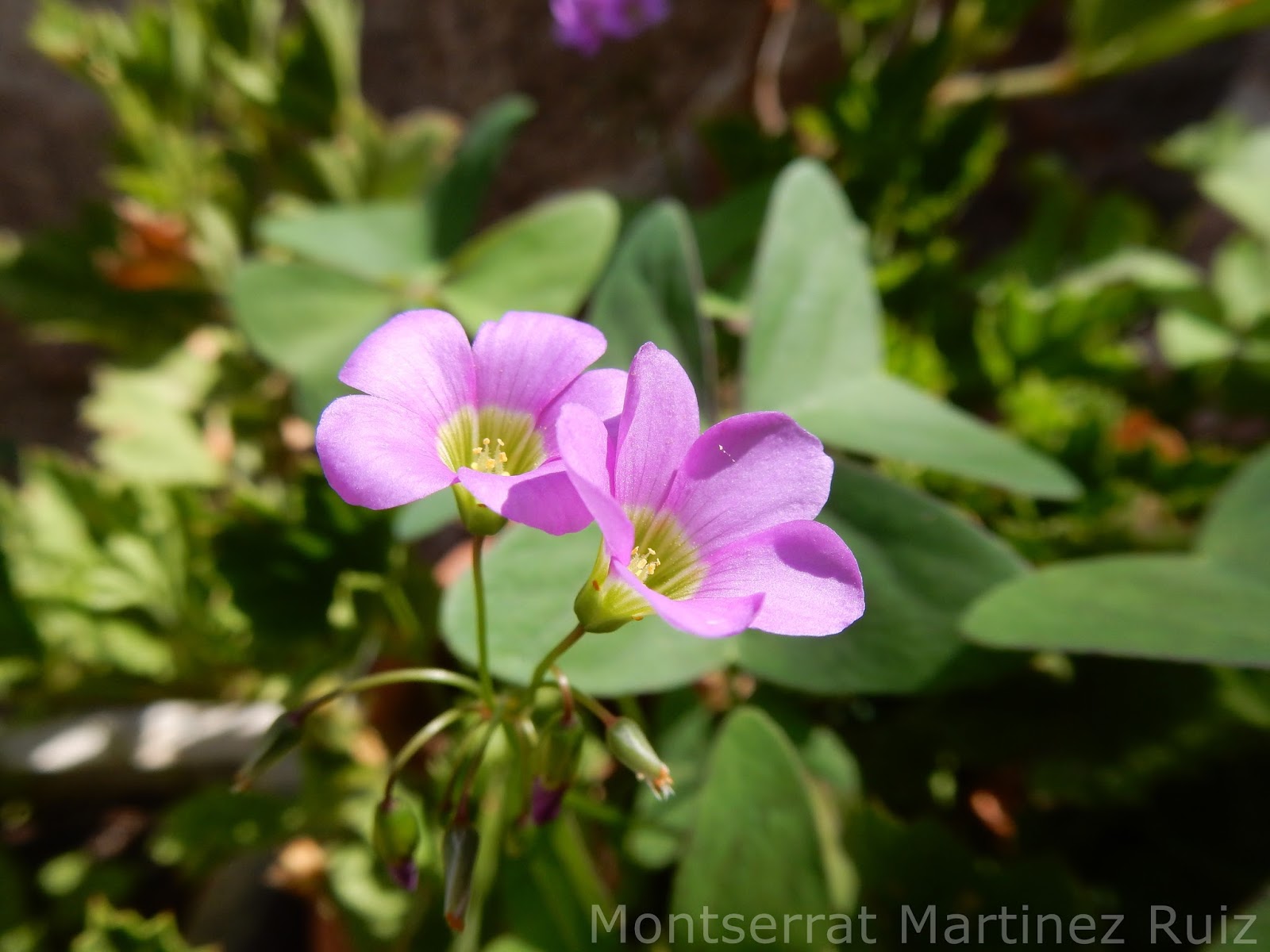 OXALIS LATIFOLIA - BOTÀNIC SERRAT