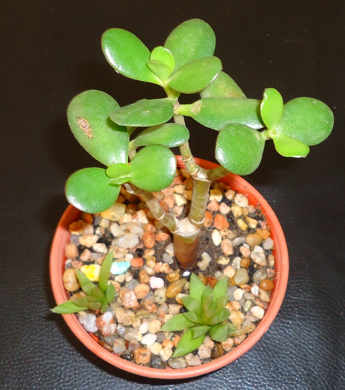 tutuna mituna: Crassula / Árbol de jade