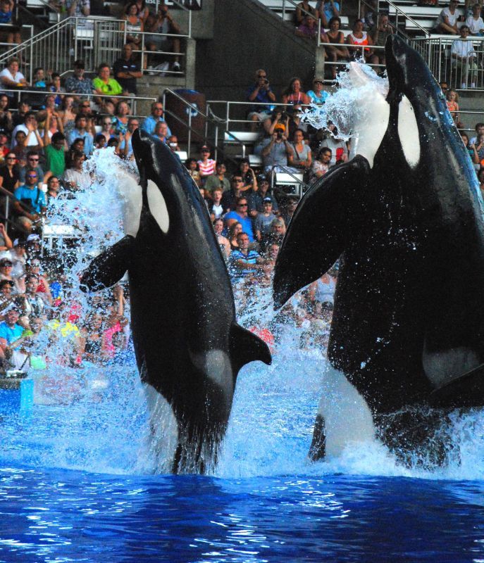 Black & White : SeaWorld Orlando