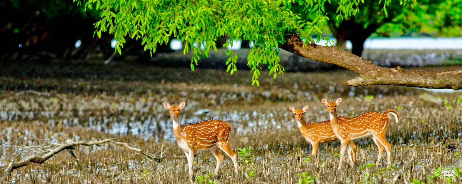 Queen of natural Beauty: Sundarban