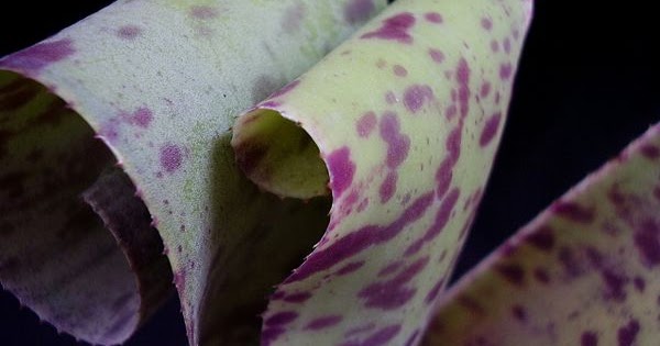 Quesnelia marmorata Tim Plowman ケスネリア マルモラータ ティムプロウマン