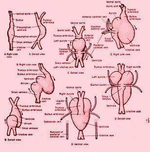 Biolearnspot: Development of Heart in frog