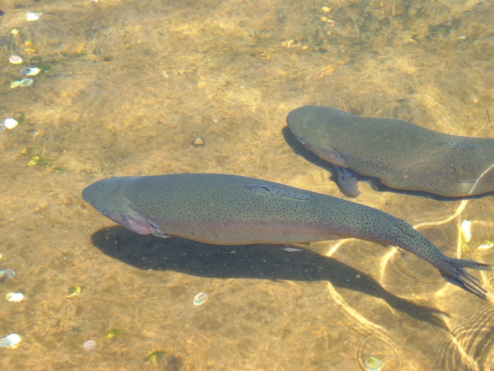 WonderlandShoppe: Ever Seen A Blue Trout