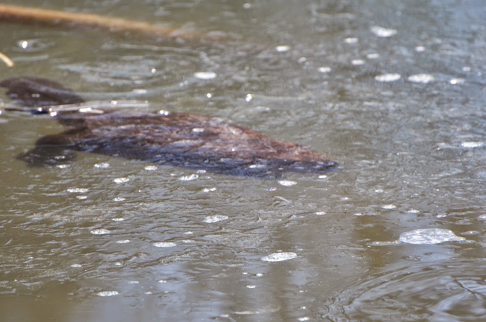 Tales From The Wilds: Beavers Emerge From the Ice