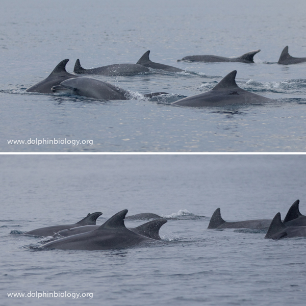 Dolphin Biology and Conservation: Tight formation
