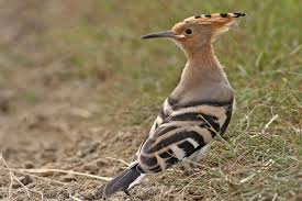 Pasari frumoase: Pupăza-Pupaza este o pasare colorata unica prin ...