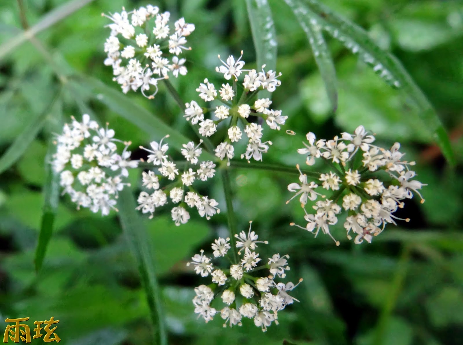 雨玹: 水芹菜/Java water dropwort.