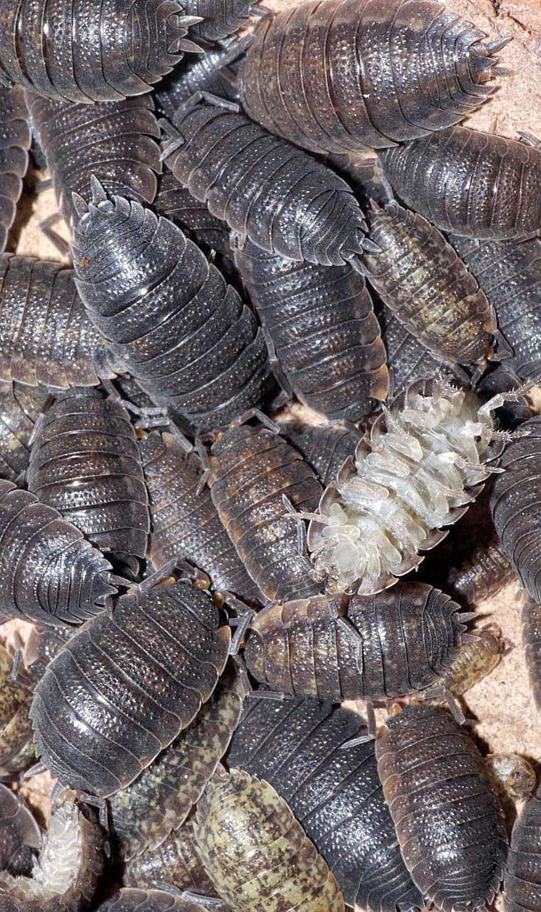 CABINET OF CURIOSITIES: Bibble-bugs