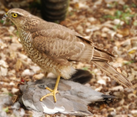 Jenis-Jenis Elang di Indonesia Bagian 2 - EDUBIO