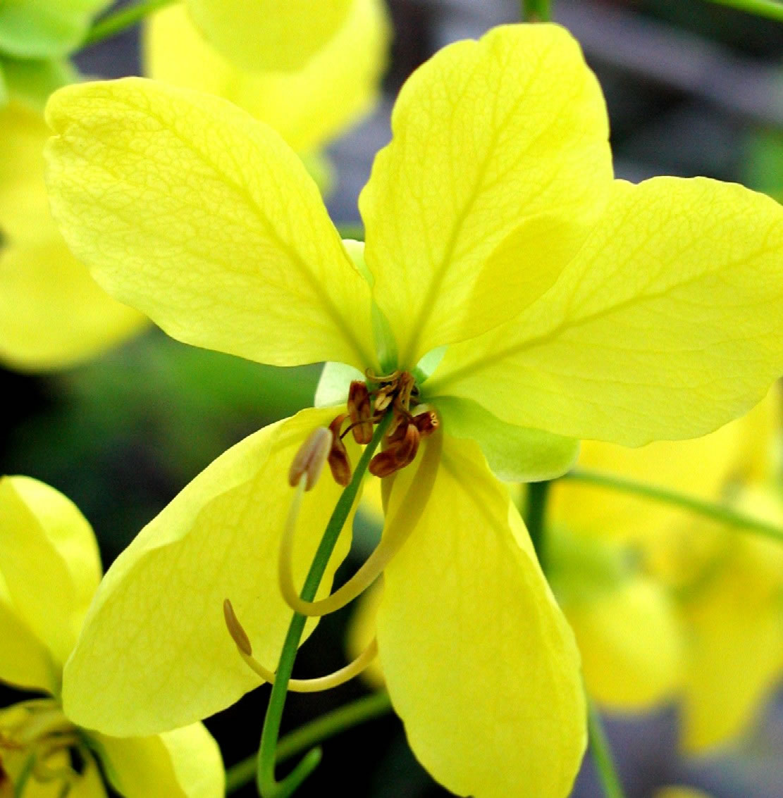 Trees Planet: Cassia fistula - Golden Shower Tree