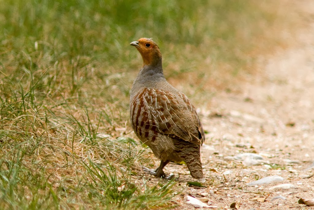 Species of UK: Week 33: Grey Partridge (‘Perdix perdix’)
