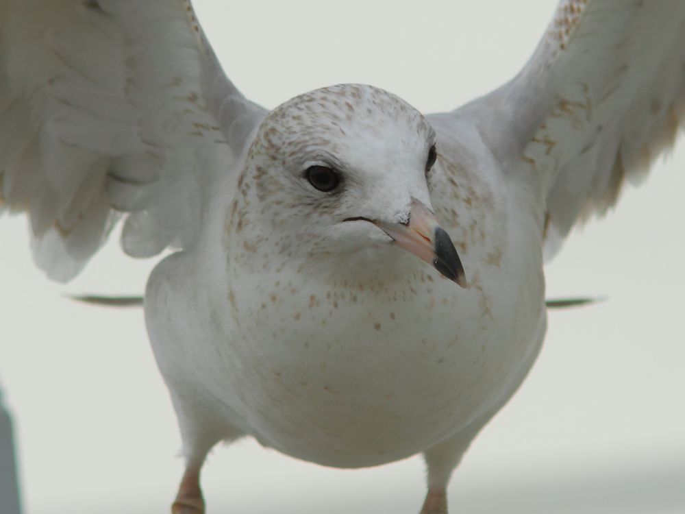Birding Is Fun!: GULLS OF SPAIN - GAVIOTAS DE ESPAÑA